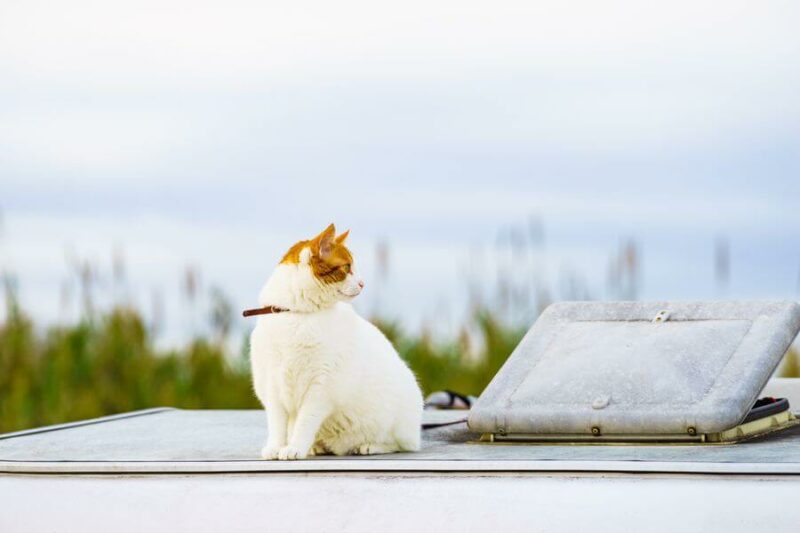 Everything You Need To Know About RVing With Cats