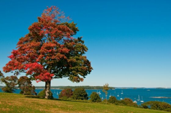 24 Best Things To Do In Portland, Maine During The Fall