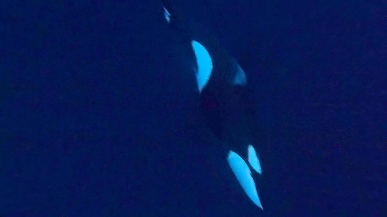 Swimming With Orcas In Norway: An Unforgettable Trip