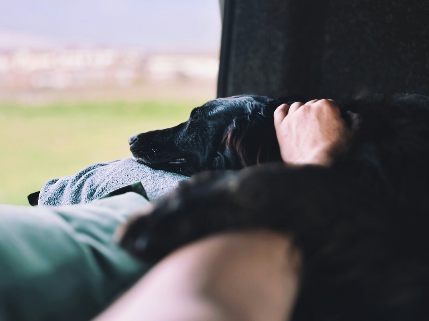 15 Tips For RVing With Dogs: A Complete Guide